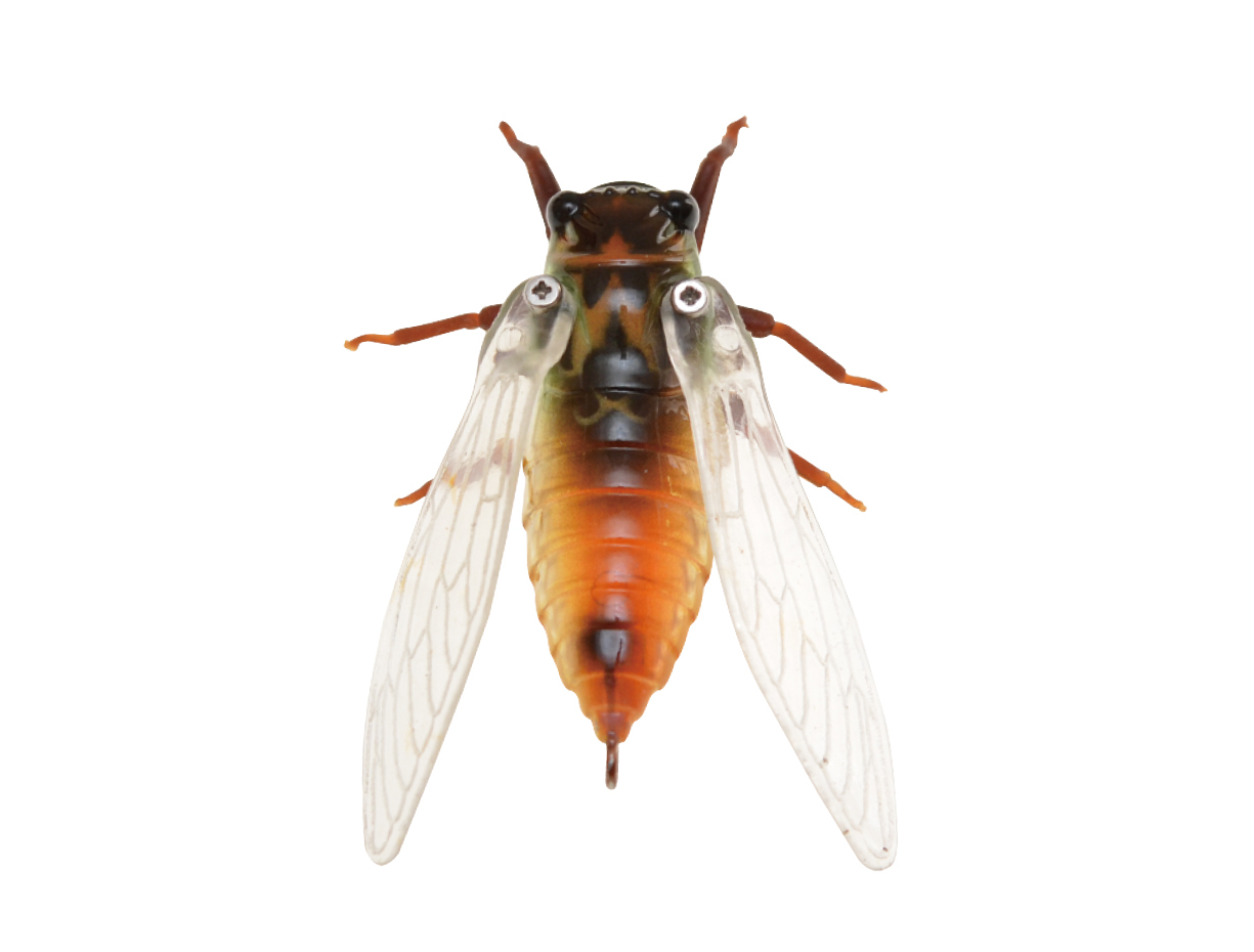 Jackson Namazemi Cicada